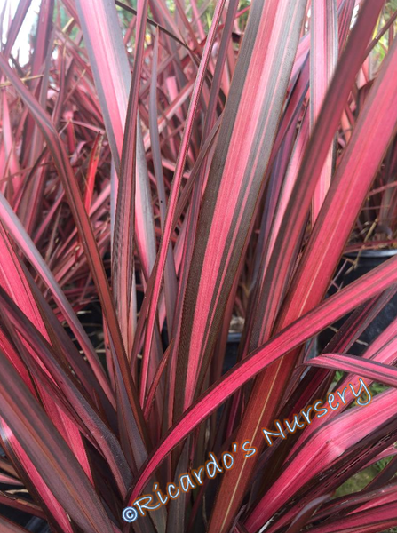 Phormium 'Rainbow Warrior' (New Zealand Flax) – Ricardo's Nursery