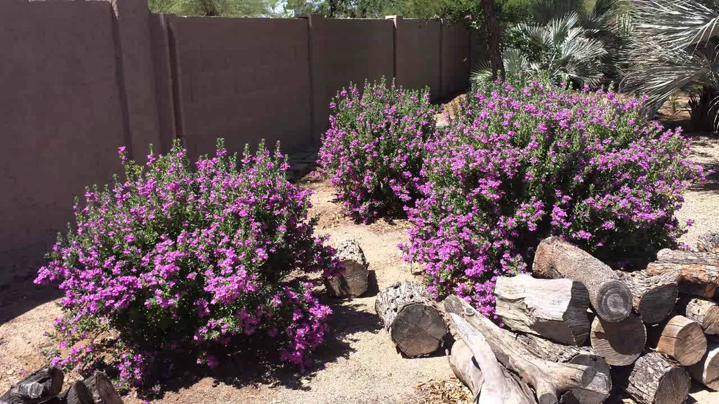 Leucophyllum frutescens (Texas Ranger) – Ricardo's Nursery