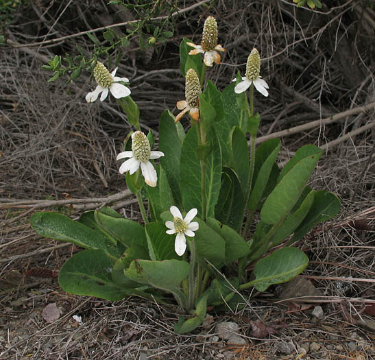 Anemopsis californica (Yerba Mansa) – Ricardo's Nursery